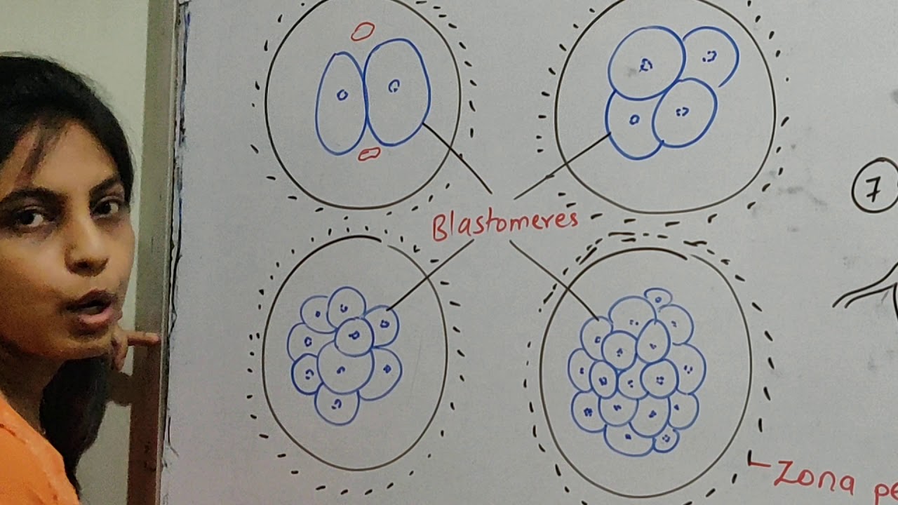 Post fertilization events in human - YouTube