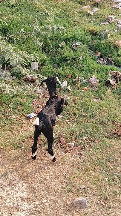 Goat mind voice😆😆😆 - YouTube