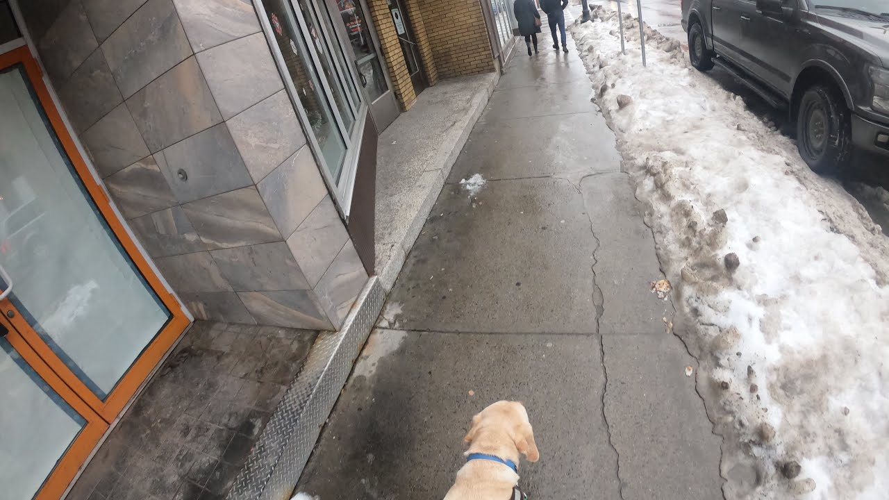 My Guide Dog Took Me For a Flu Shot - YouTube