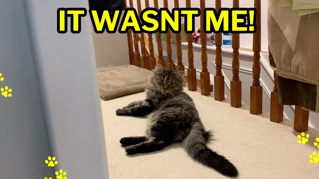 PERSISTENT Siberian Cat Tries Everything to Break into Bedroom! Part 1 ...
