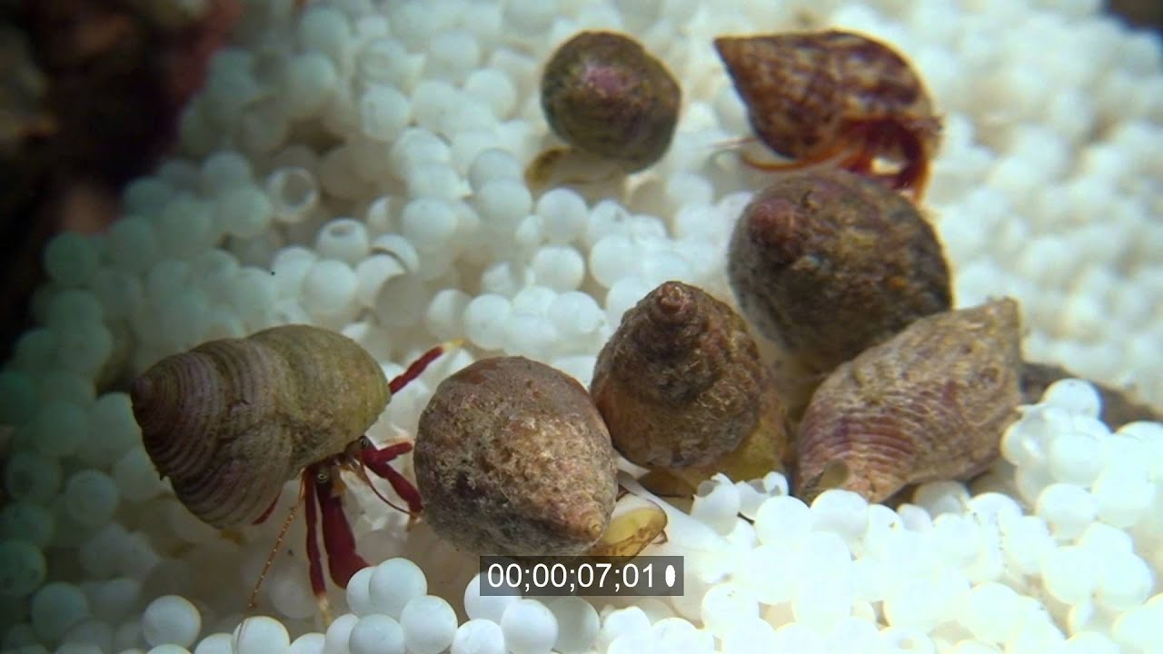 Lingcod egg mass with crabs and snails HD underwater stock footage ...