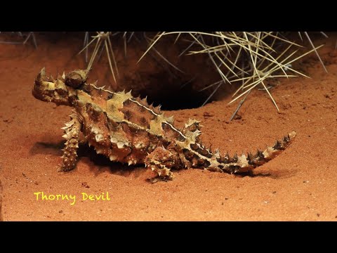 Alice Spring Desert Park - Bird Show & Desert Animals at Outback ...