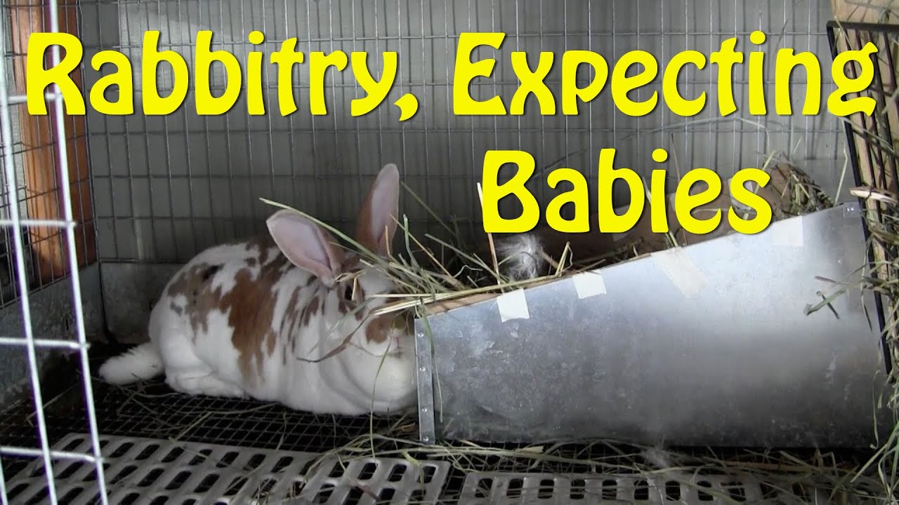 Backyard Rabbitry Doe Update 2-6-13 - YouTube