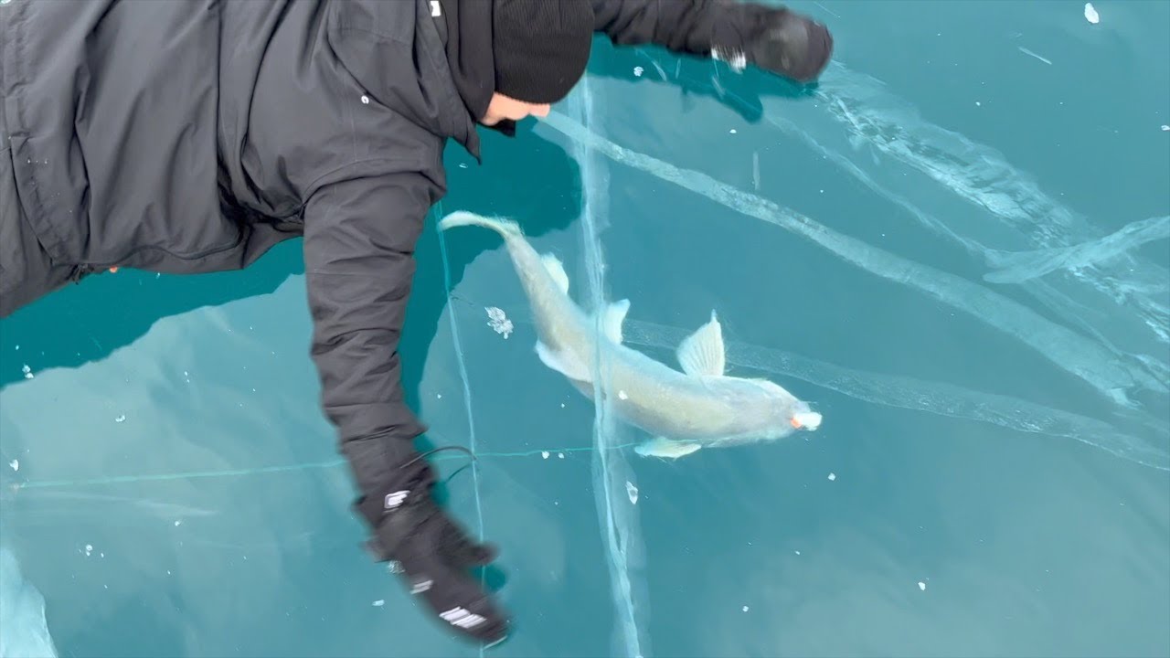 A Big Fish Story - Catching an Abraham Lake Monster - YouTube