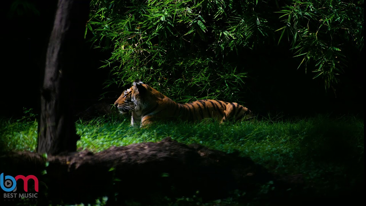 Forest at night - crickets and monkeys in the trees - relax, study ...