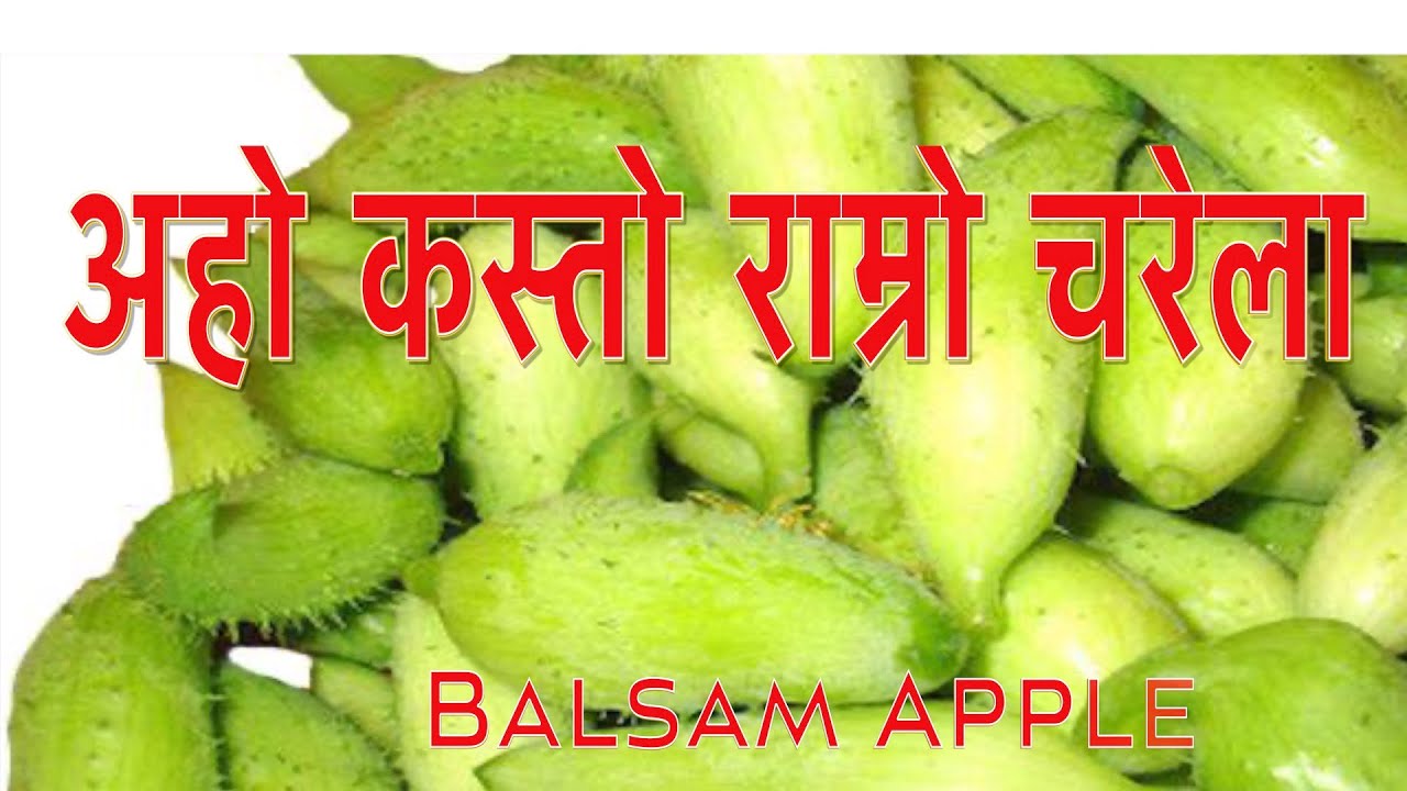 Charela...Barela organic balsam apple vegetables . Which is growing in ...