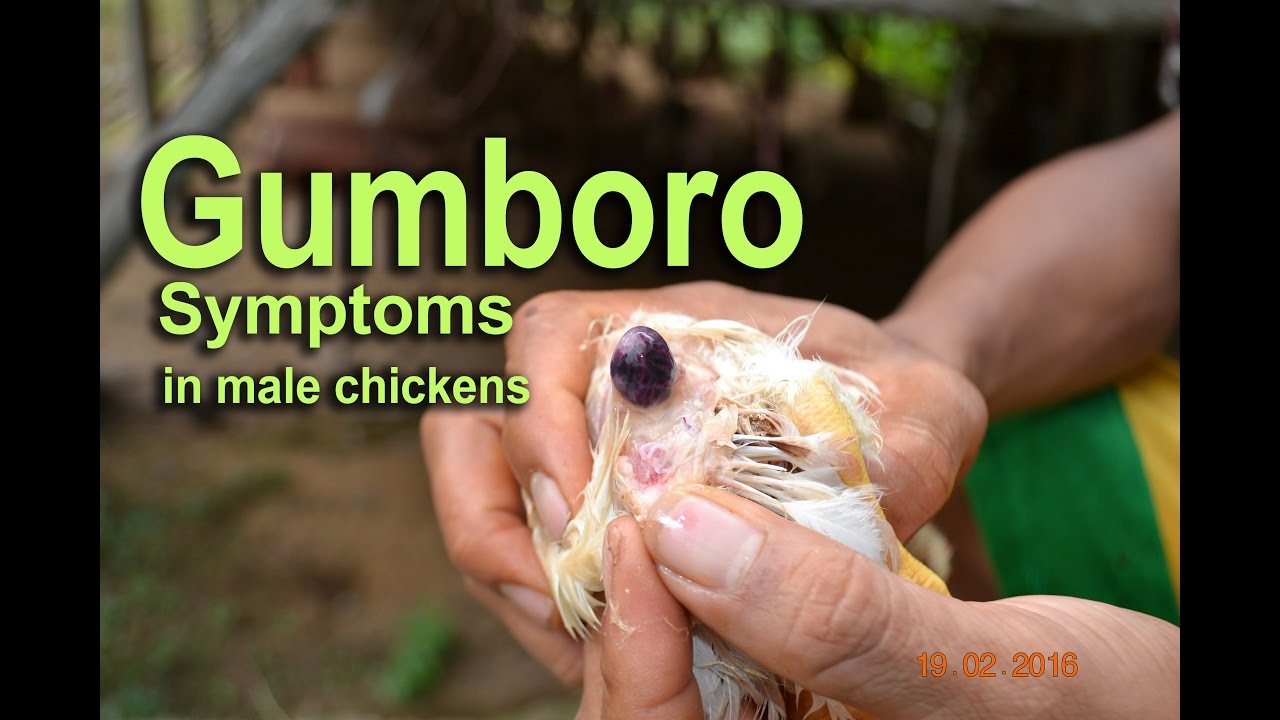 Gumboro Disease IBD Symptoms In Chicken POULTRY DISEASES YouTube gumboro-disease-ibd-symptoms-in-chicken-poultry-diseases-youtube