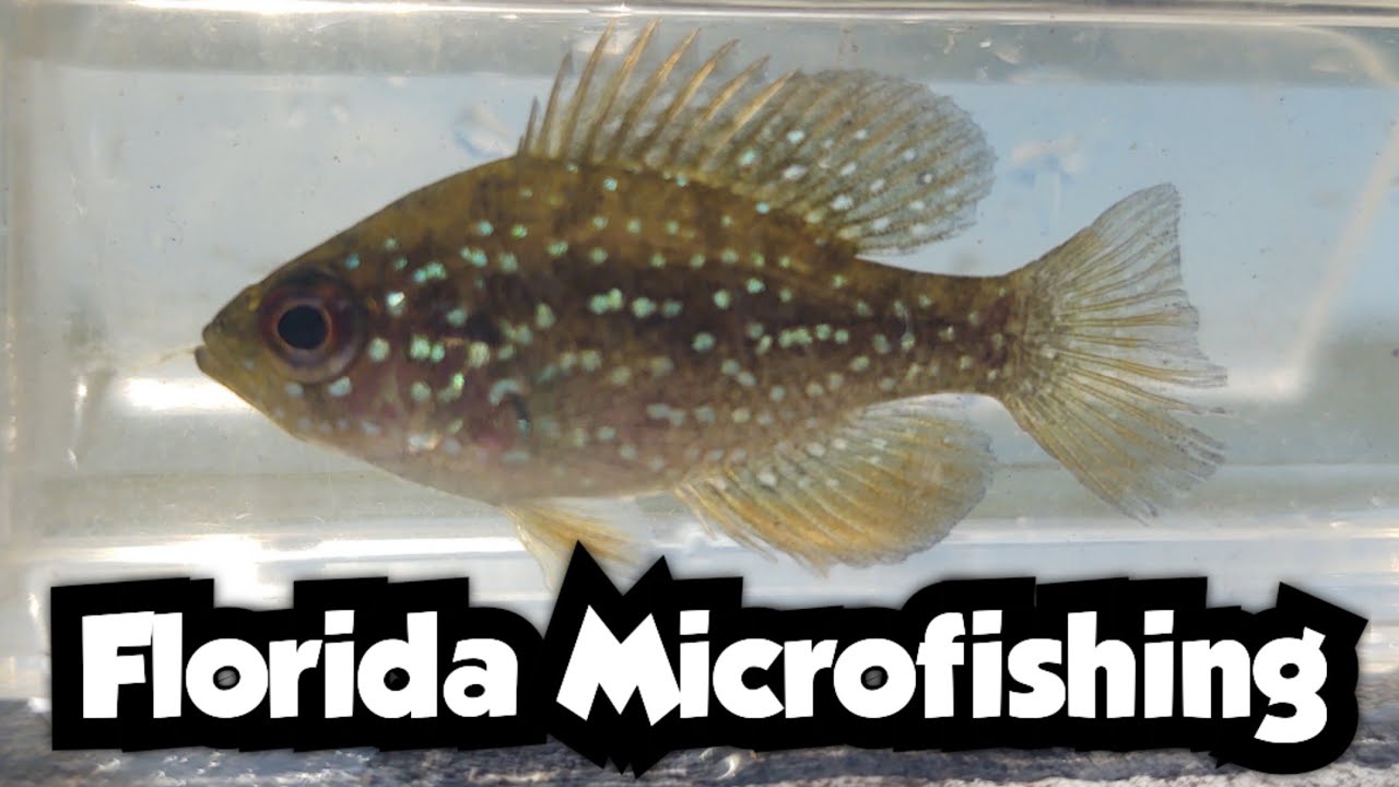 Catching Bluespotted Sunfish, Dollar Sunfish, and Golden Topminnows ...