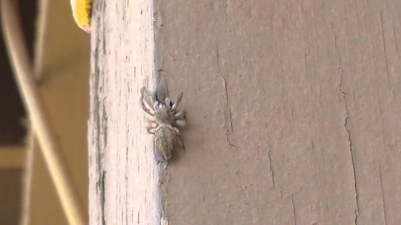 Tiny Spider kills Fly, Close-up Video!! - YouTube