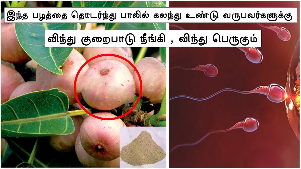 விந்து குறைப்பாட்டை சரிசெய்யும் பழம் - Vinthu - YouTube