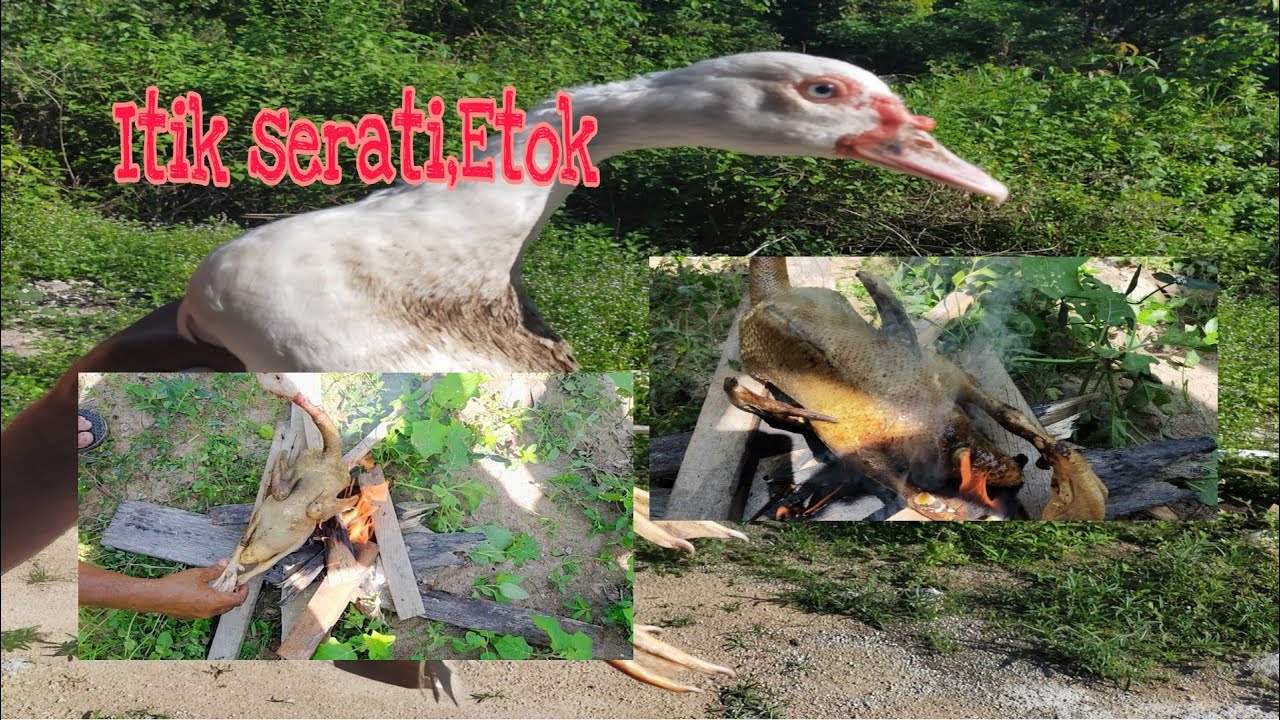 Cara-cara proses itik serati secara manual - YouTube