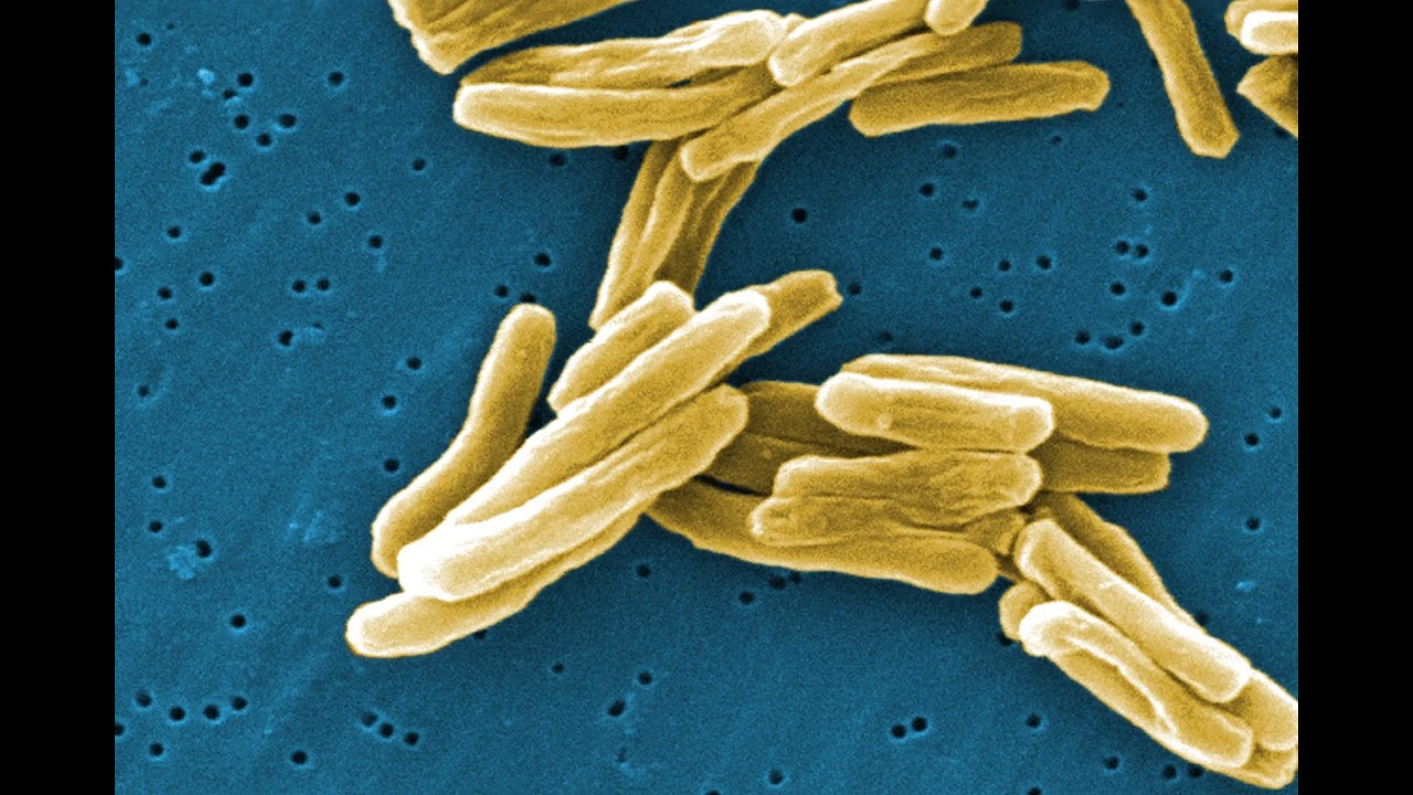 Simulating Bacteria Multiplication - YouTube