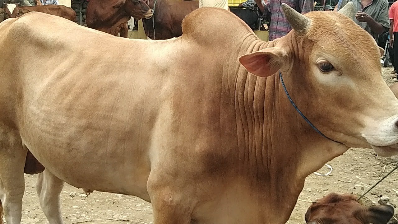 Sapi simental dan sapi aceh super katagori untuk sapi Qurban idul adha ...