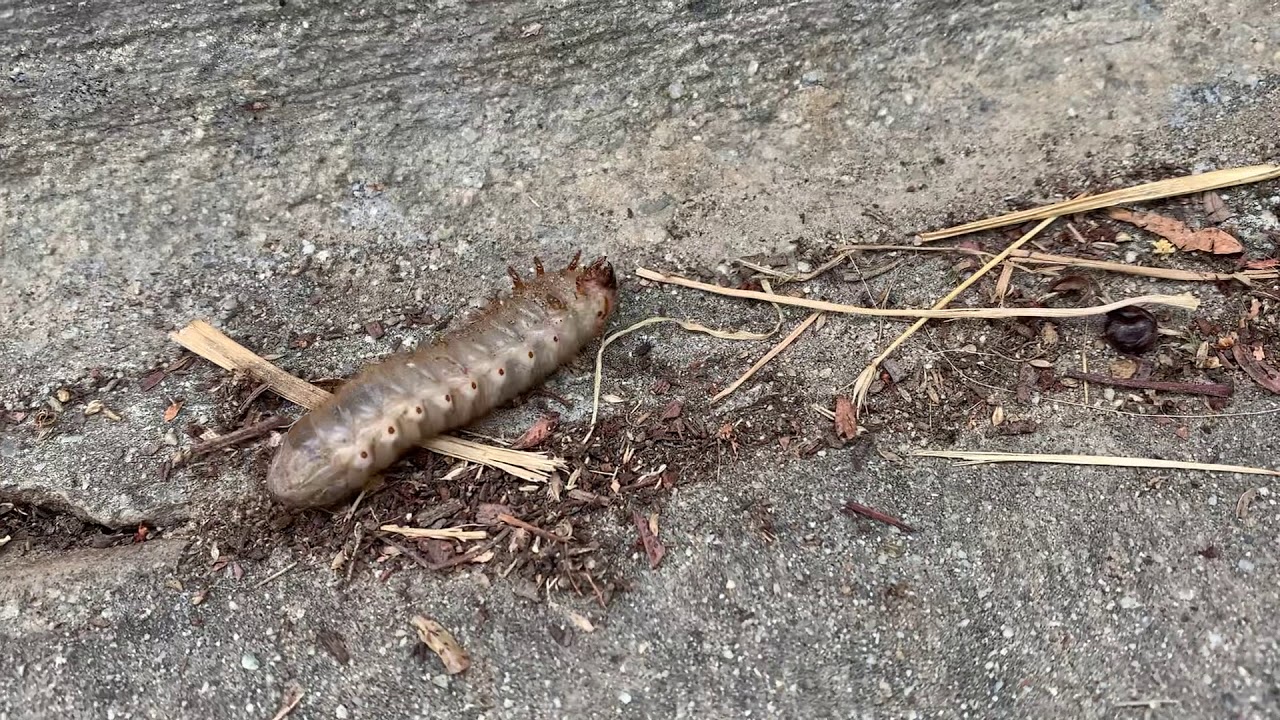 Amazing Baby Scarab Beetle Walks Upside Down Like Grumm/Dinnerbone in ...
