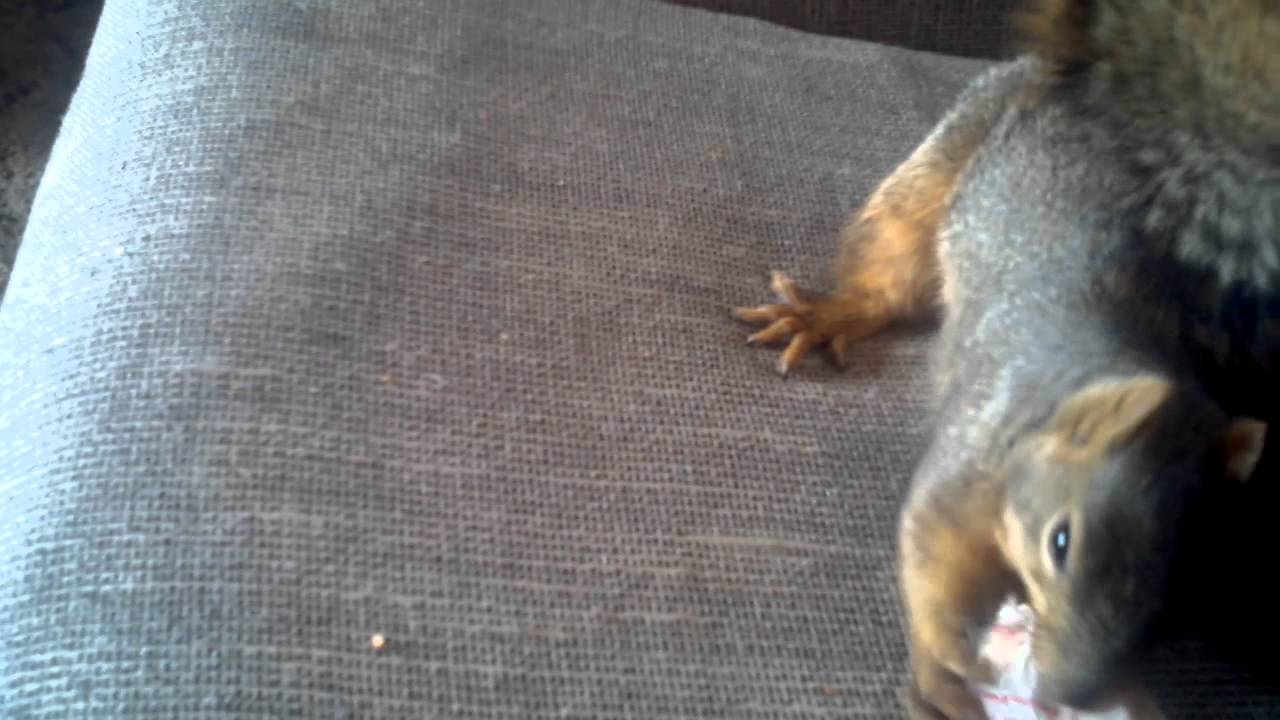 Squirrel and human fight for nuts:) - YouTube