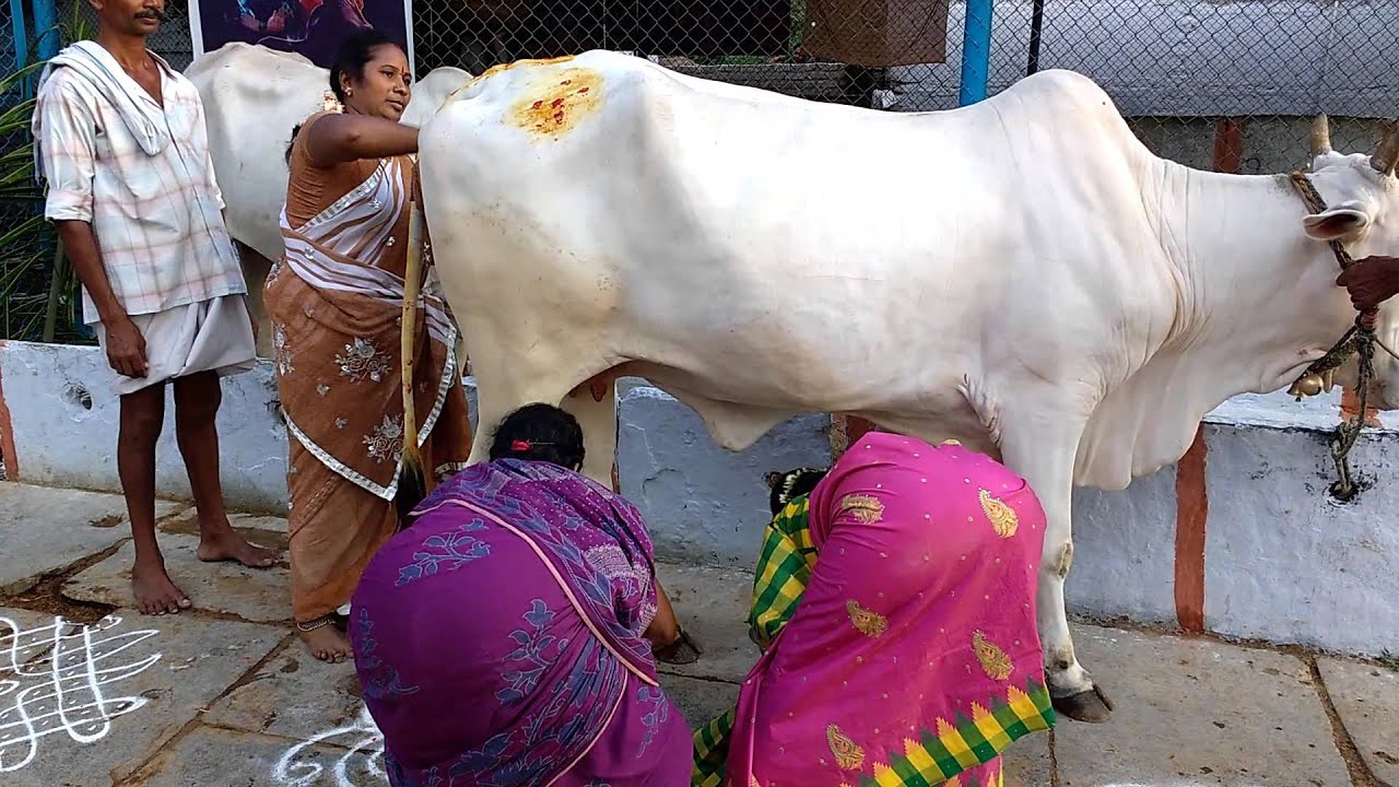 Rangoly In gow shala with all people - YouTube