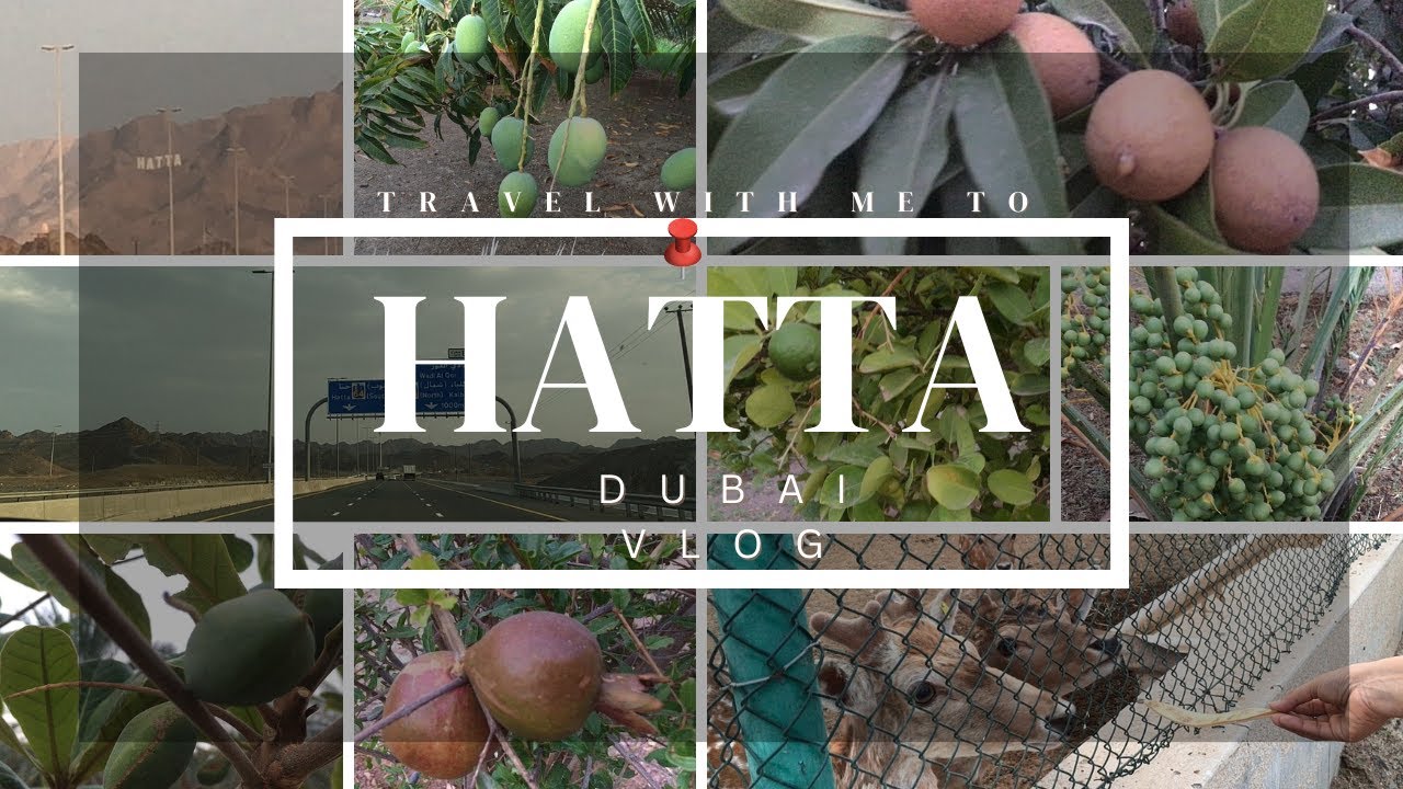 Travel To Hatta Dubai | Vlog | Long Drive | Farm House | Weekend With ...