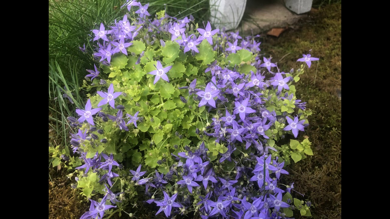 Dickson's gold bellflower (Campanula) - YouTube