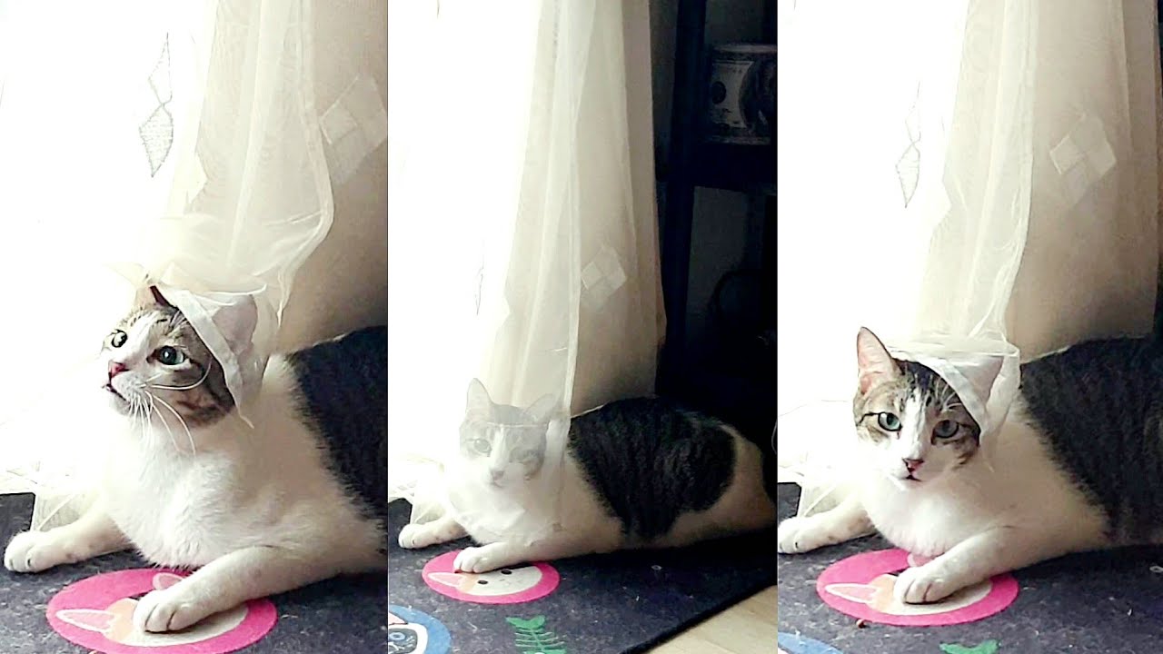 Cat thinks he's hiding behind the curtain| Funny cat Shadow - YouTube