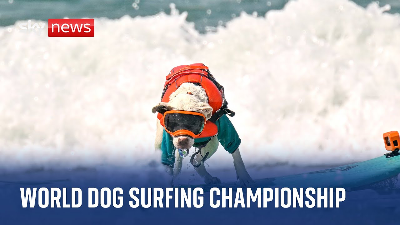 Watch: World Dog Surfing Championships in California - YouTube