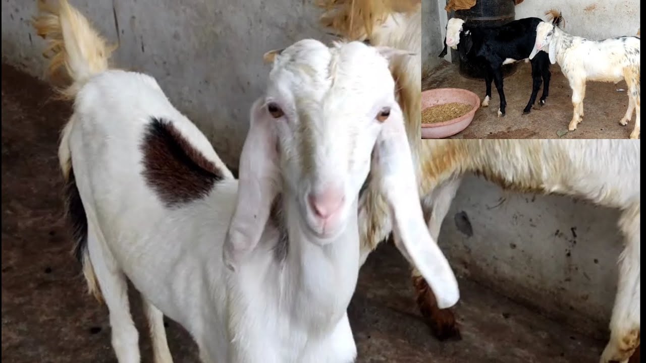 Quality Gulabi goat offer malwa kota goat 6000 start Gulabi - YouTube