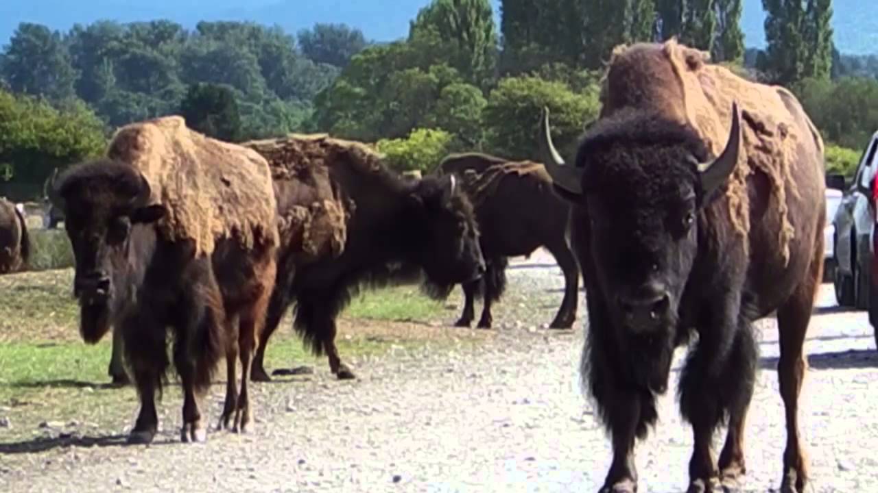Buffalo Stand their Ground [ HD ] - YouTube