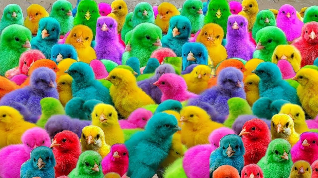 World Cute Chickens, Colorful Chickens, Rainbows Chickens, Cute Ducks ...