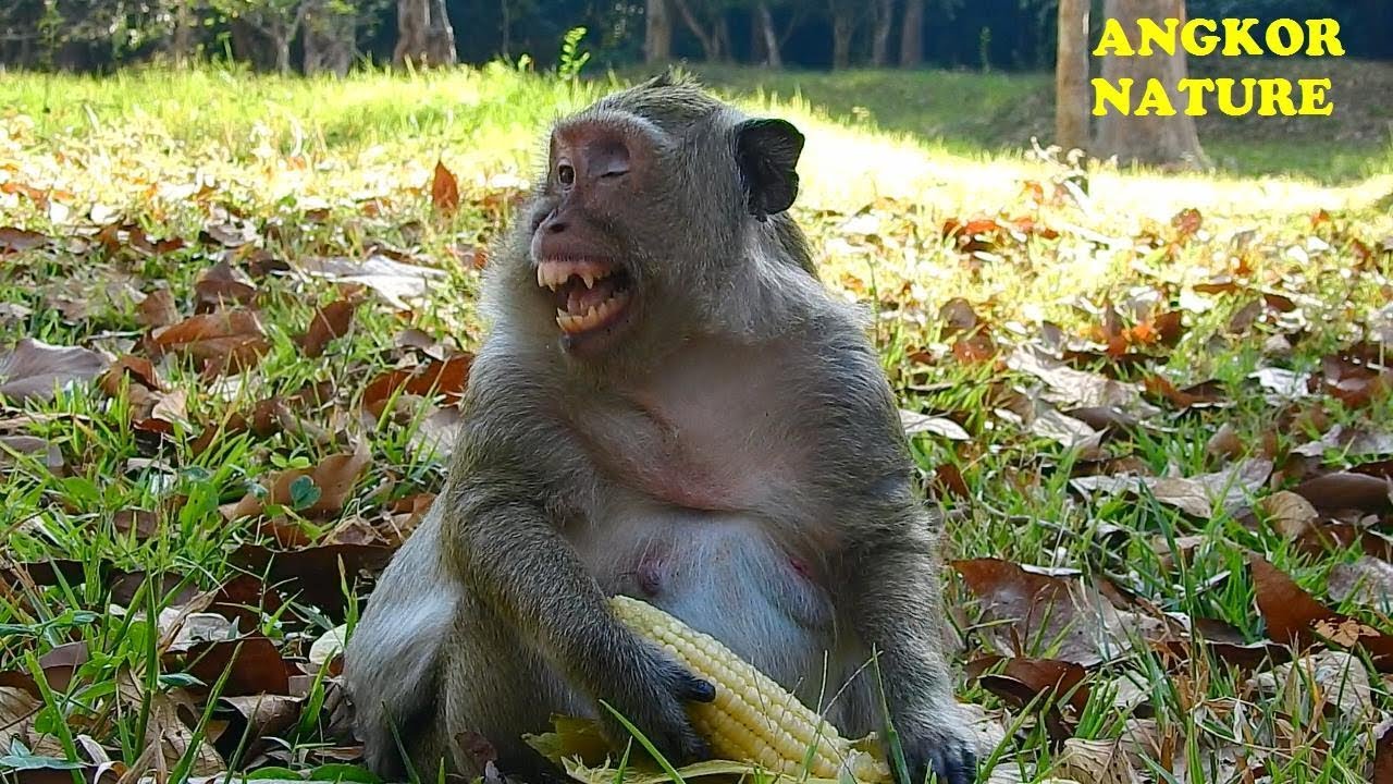 Update Monkey Popeye, What's happened with her now? | Angkor Nature ...
