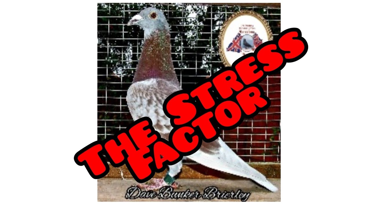 Racing Pigeons Tips The Stress Factor Jim Emerton - YouTube