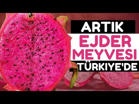Ejder Meyvesi Vücudunuza Bunları Yapıyor | Ejder Meyvesinin Faydaları Nelerdir?