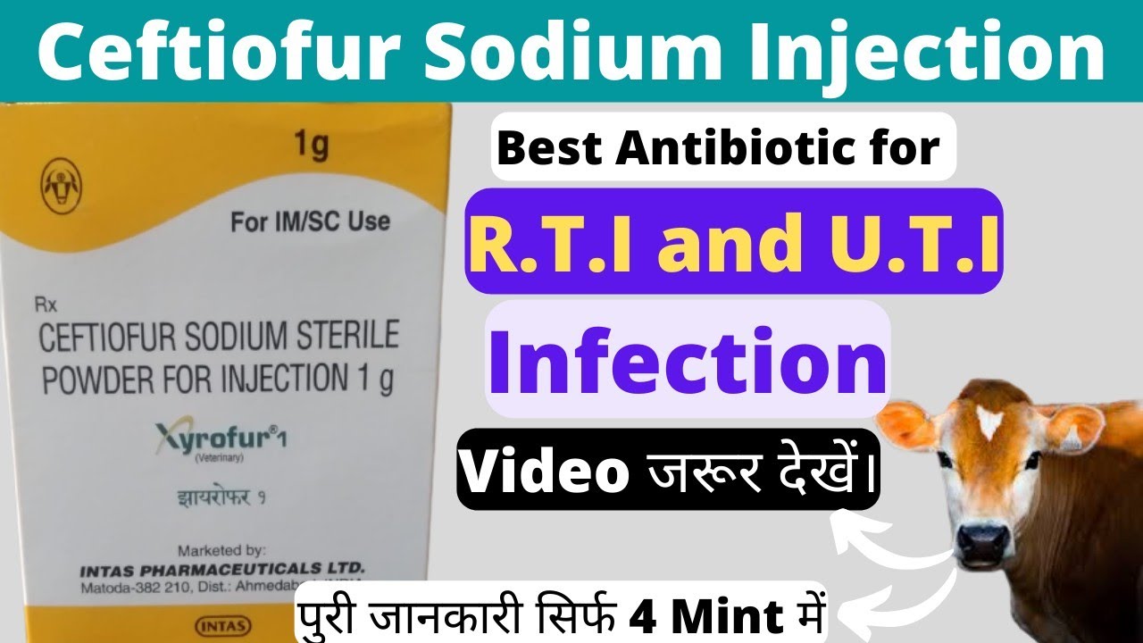 xyrofur injection | ceftiofur sodium injection | xyrofur injection uses ...