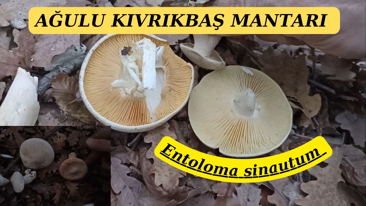 Ağulu Kıvrıkbaş Mantarı, 🍄Entoloma sinuatum, Livid Pinkgill, Lead ...