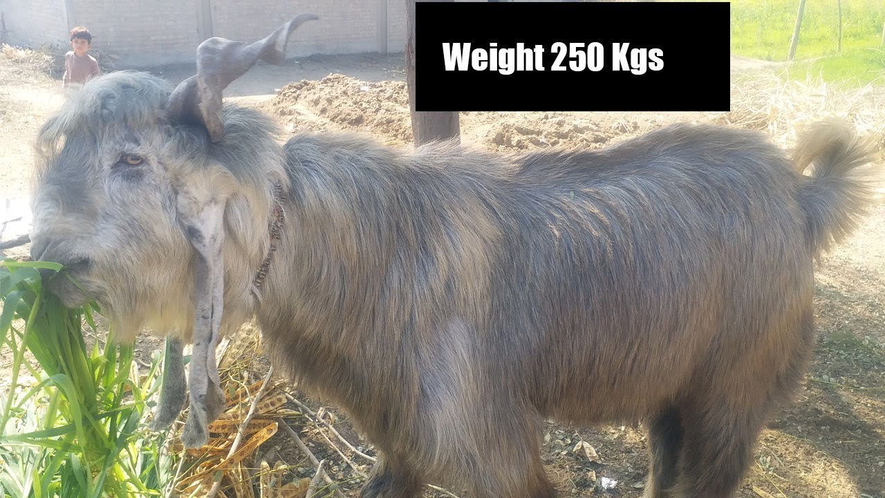 Daira Din Panah Goat Breed High Milk Producing Goat Breed In Pakistan ...