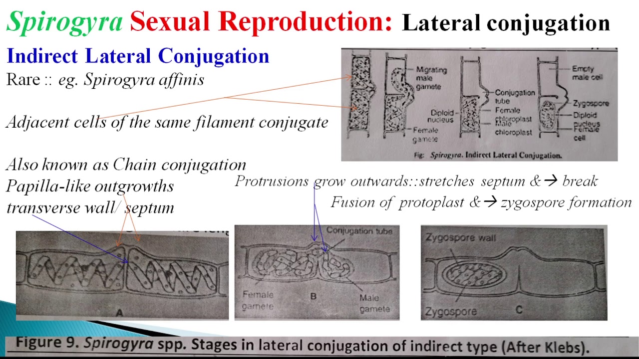 Spirogyra Sexual Reproduction Lateral Conjugation Youtube