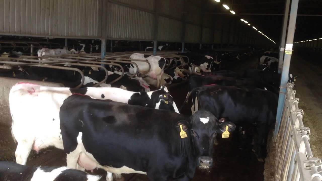 Inside one of the biggest farms of China - YouTube