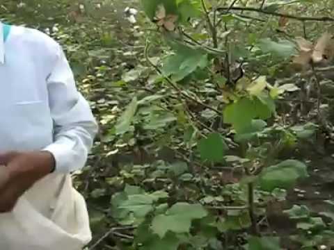 Kapus vechani machine on kapashi at farm - YouTube