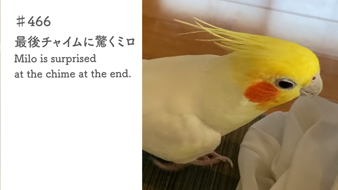 ♯466 最後チャイムに驚くミロ｜Milo is surprised at the chime at the end. - YouTube