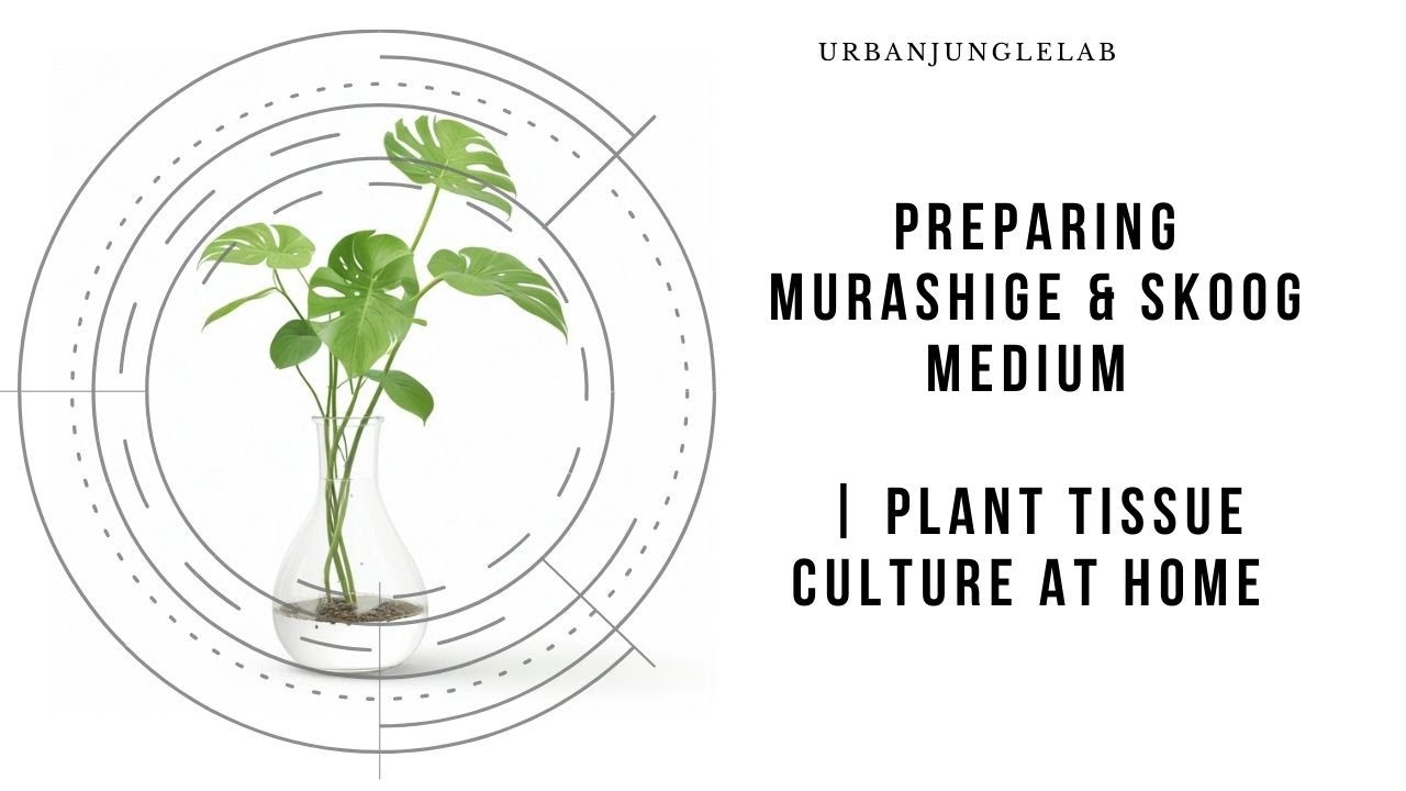 Preparing Murashige & Skoog Medium | Plant Tissue Culture at Home ...