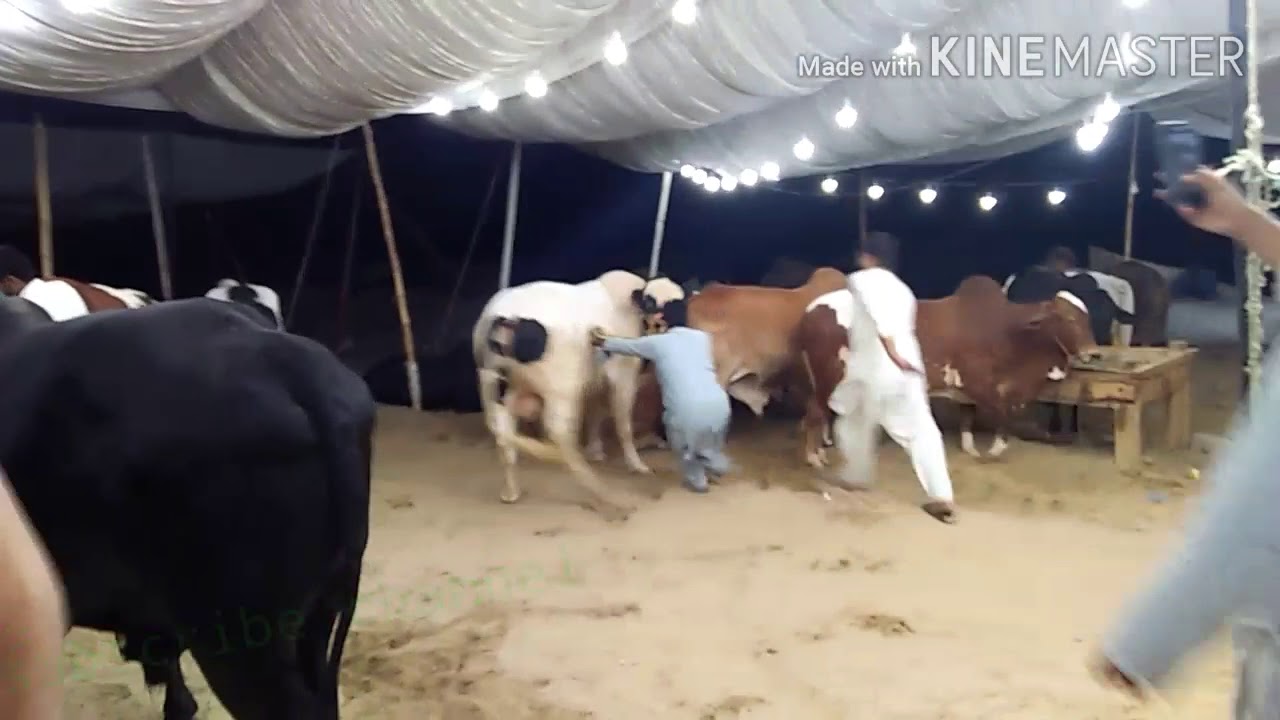 Out of control cow cattle farm Karachi mandi - YouTube