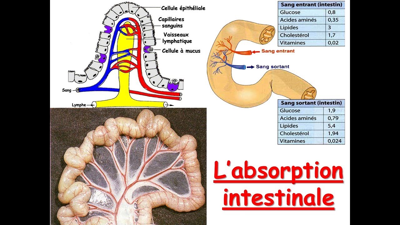 Absorption intestinale. - YouTube