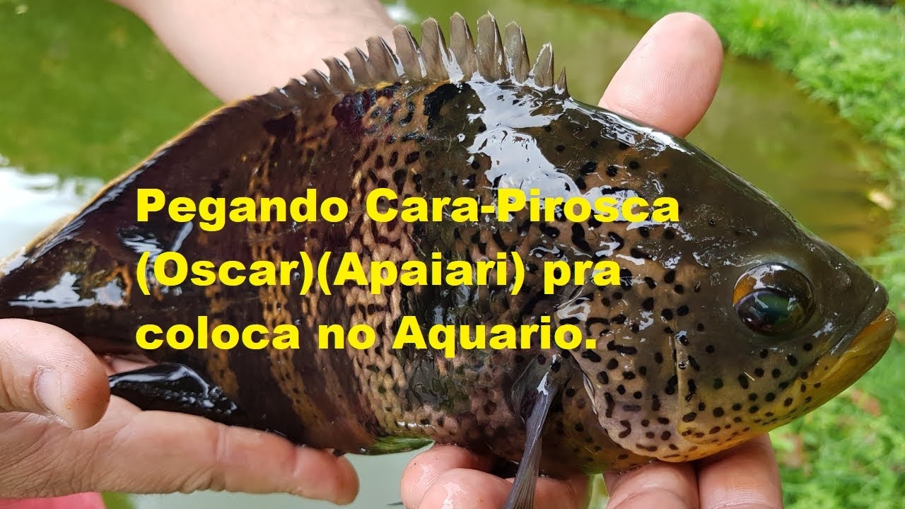 Pescaria de Cara-Pirosca (Oscar ou Apaiari) pra colocar no aquario no ...