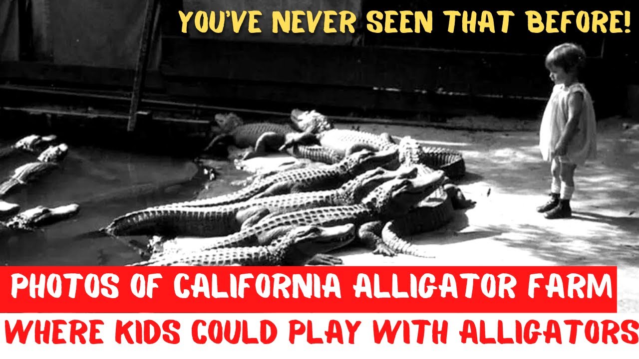 Inside California Alligator Farm where kids could ride and play with ...