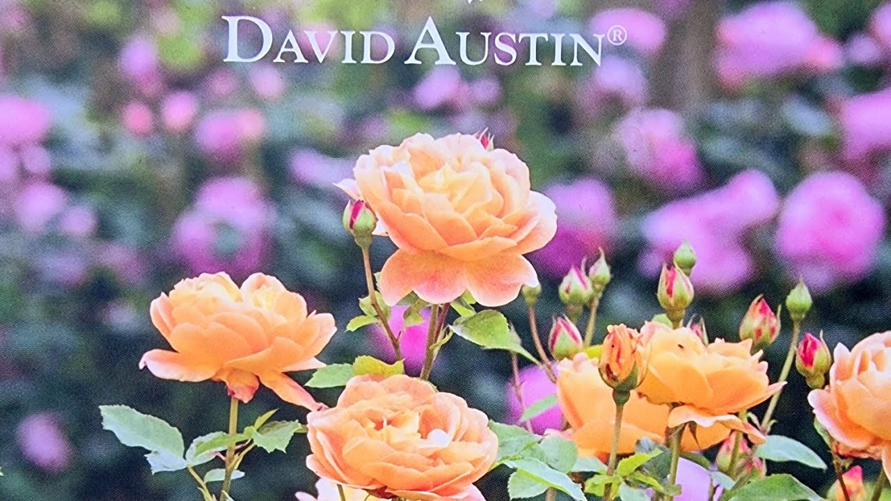 Розпакування посилки голокореневих троянд від David Austin 🌹🌹🌹 - YouTube