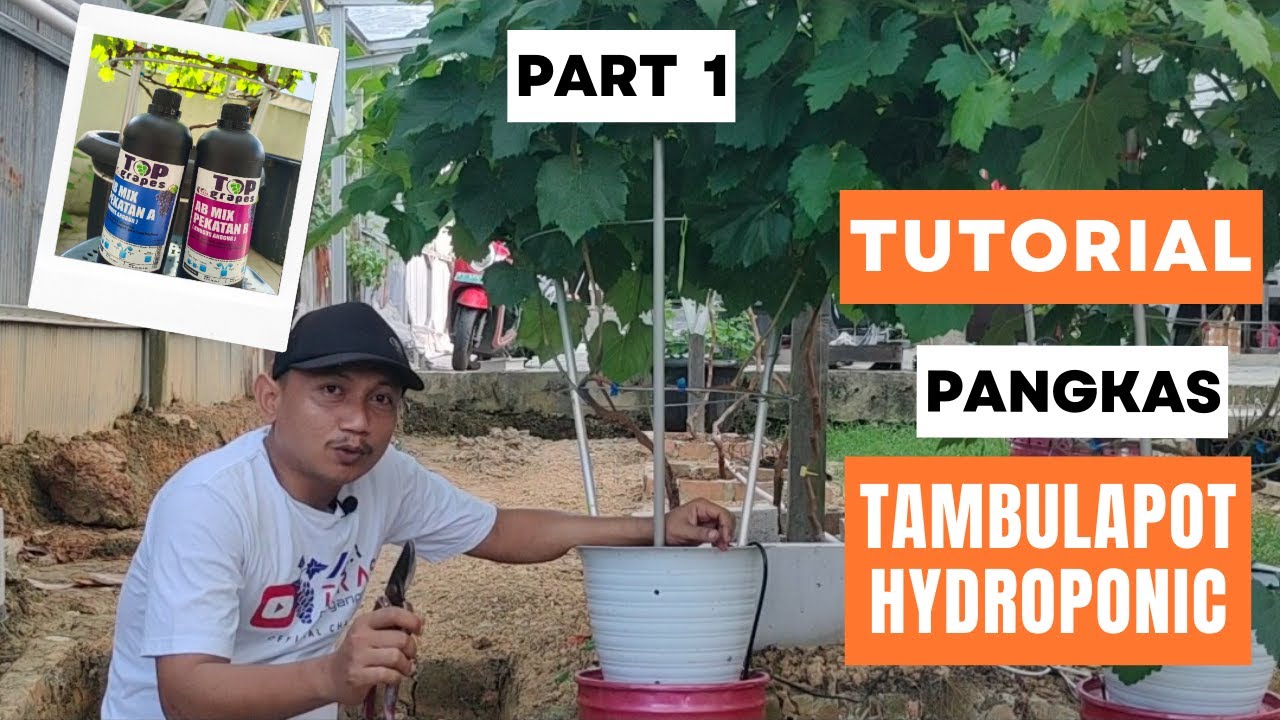 TUTORIAL....Ini Cara Pruning Tambulampot Hidroponik System Sirkulasi ...