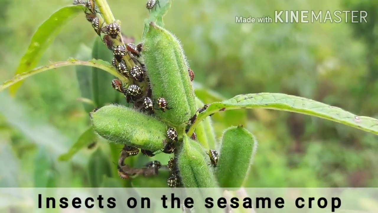 🐞Insects on the sesame crop🐞 - YouTube