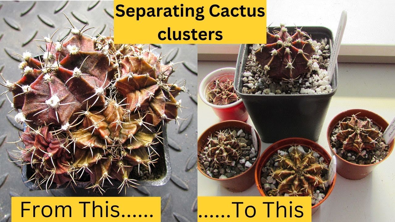How to Separate a Cactus Cluster | Separating Cactus Clusters & Potting ...