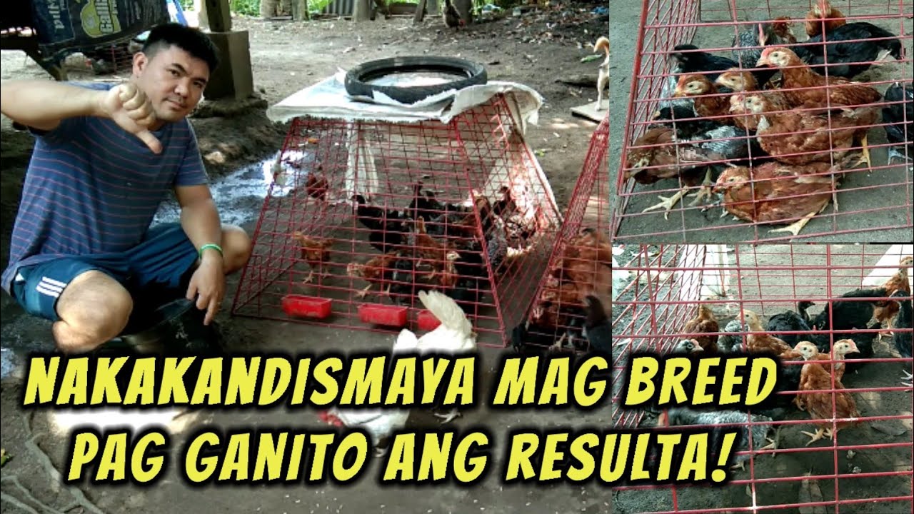 Downside sa pag breeding ng heritage breed na manok | Bakit ehiwalay ...