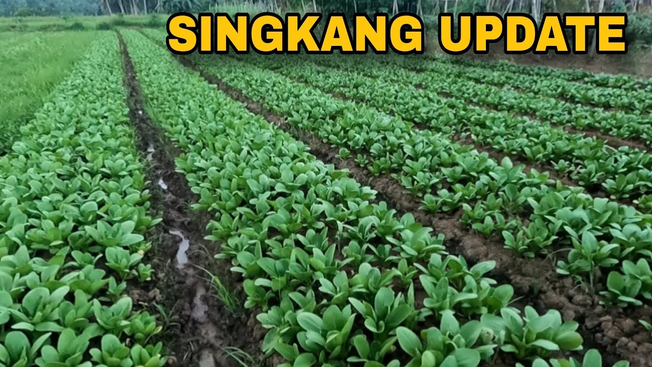 Singkang update - YouTube