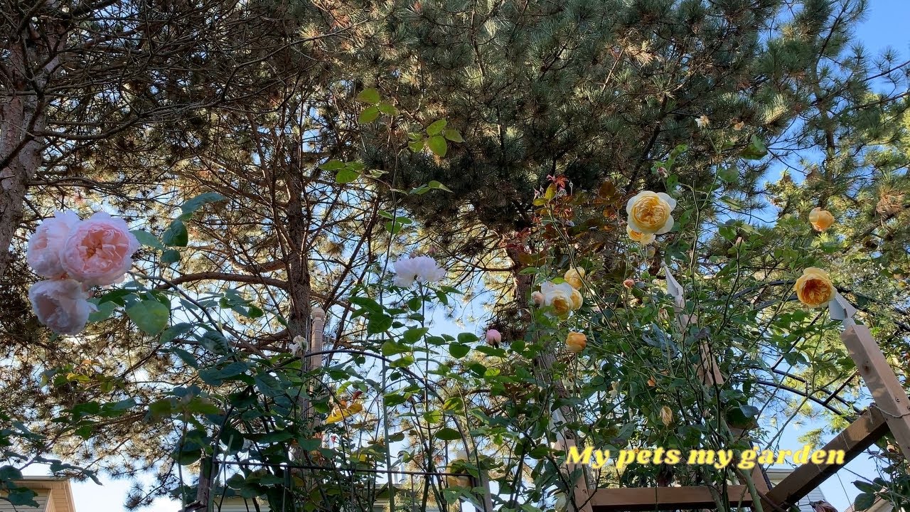 |Roses in Autumn (23) October & November| David Austin |Japanese ...