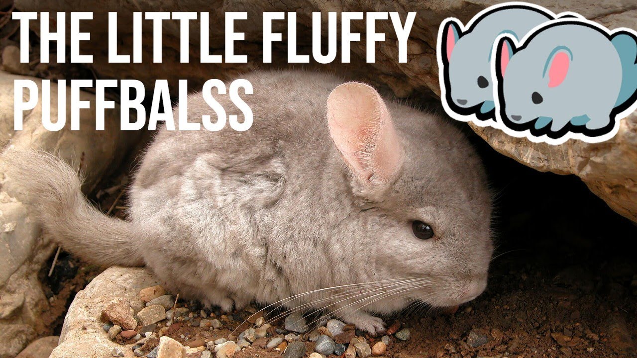 Chinchillas: Nature's Little Fluffy Puffballs - YouTube